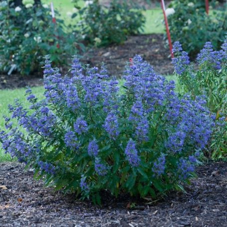 Caryopteris (Bluebeard) – Compact, Colorful, and Pollinator-Friendly ...