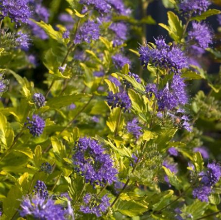 Caryopteris (Bluebeard) – Compact, Colorful, and Pollinator-Friendly ...